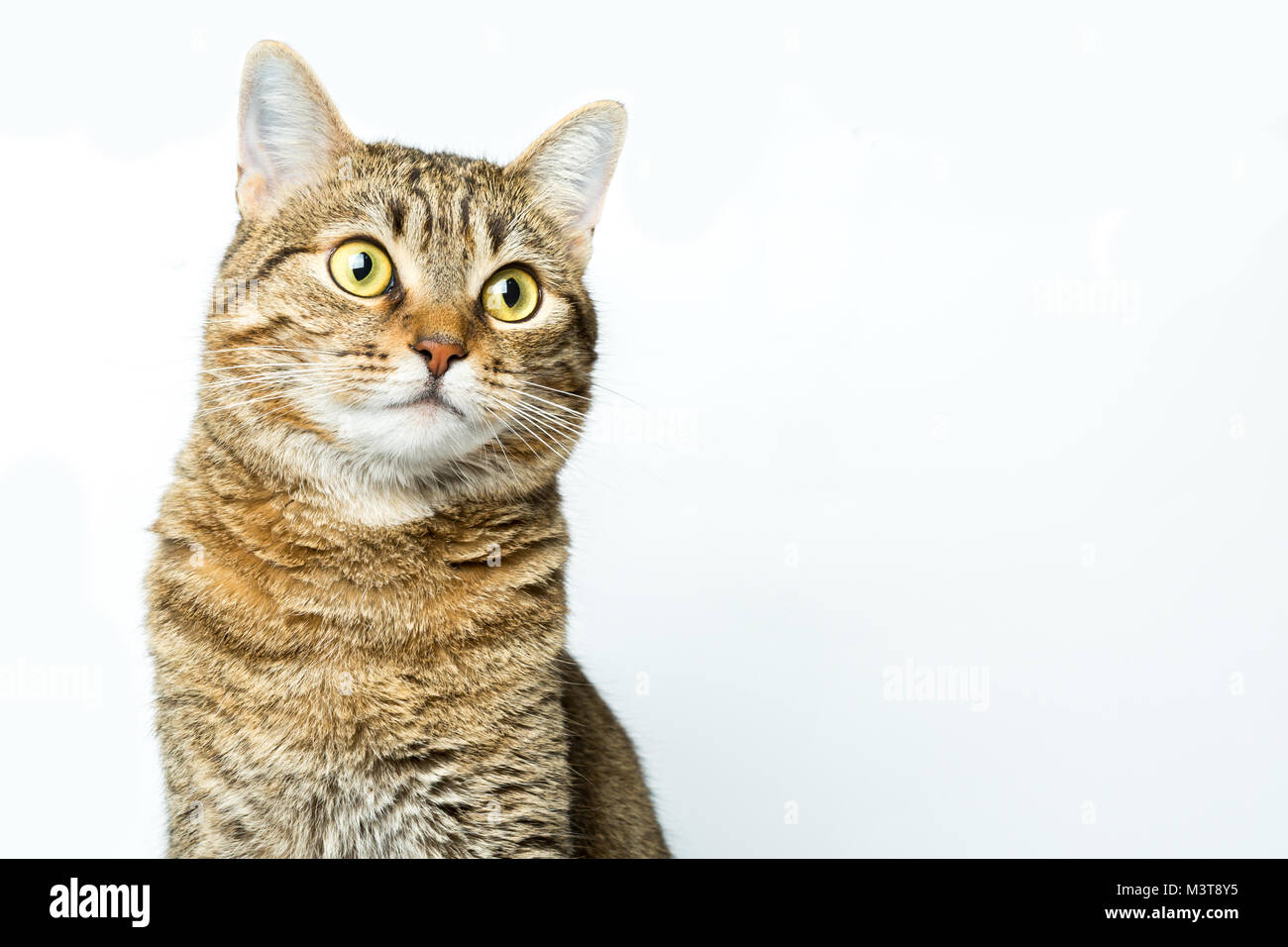 Cute European kitten isolated white background , animal portrait Stock ...