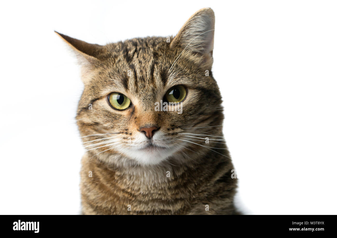 Cute European kitten isolated white background , animal portrait Stock ...