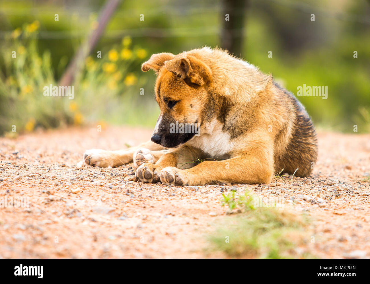 The yellow dog lying in the grass Stock Photo - Alamy
