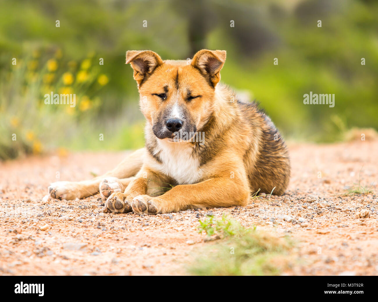 The yellow dog lying in the grass Stock Photo - Alamy