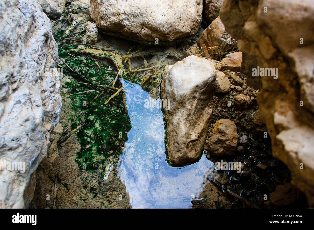 Nature in the Wadi Bokek reserve of the Judean desert in Israel Stock ...