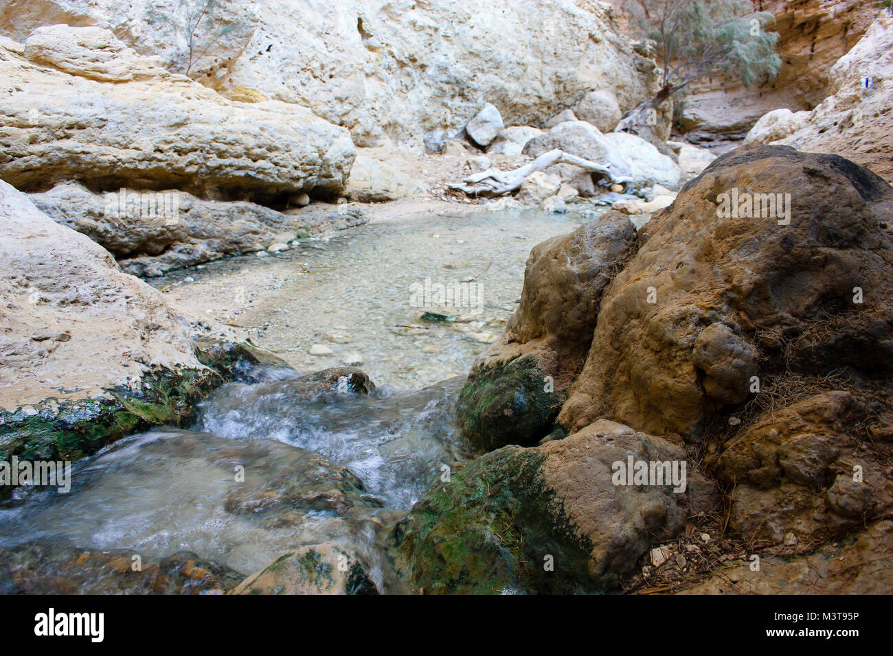 Nature in the Wadi Bokek reserve of the Judean desert in Israel Stock Photo - Alamy