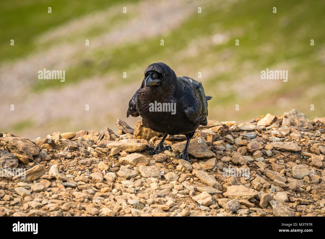 Animals of snowdonia hi-res stock photography and images - Alamy