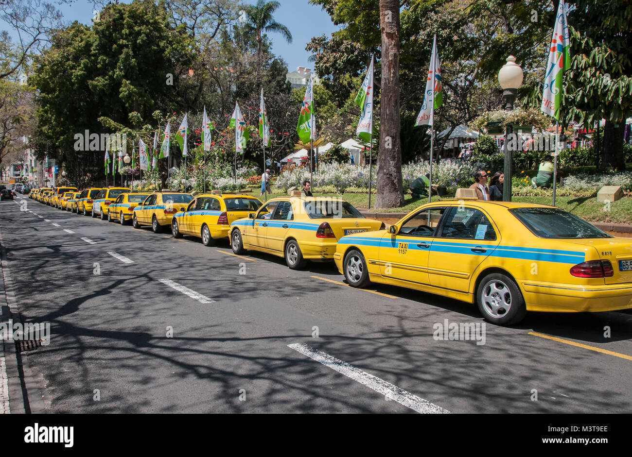 Yellow taxi cabs lined up in the capitol town of Funchal Madeira Europe ...