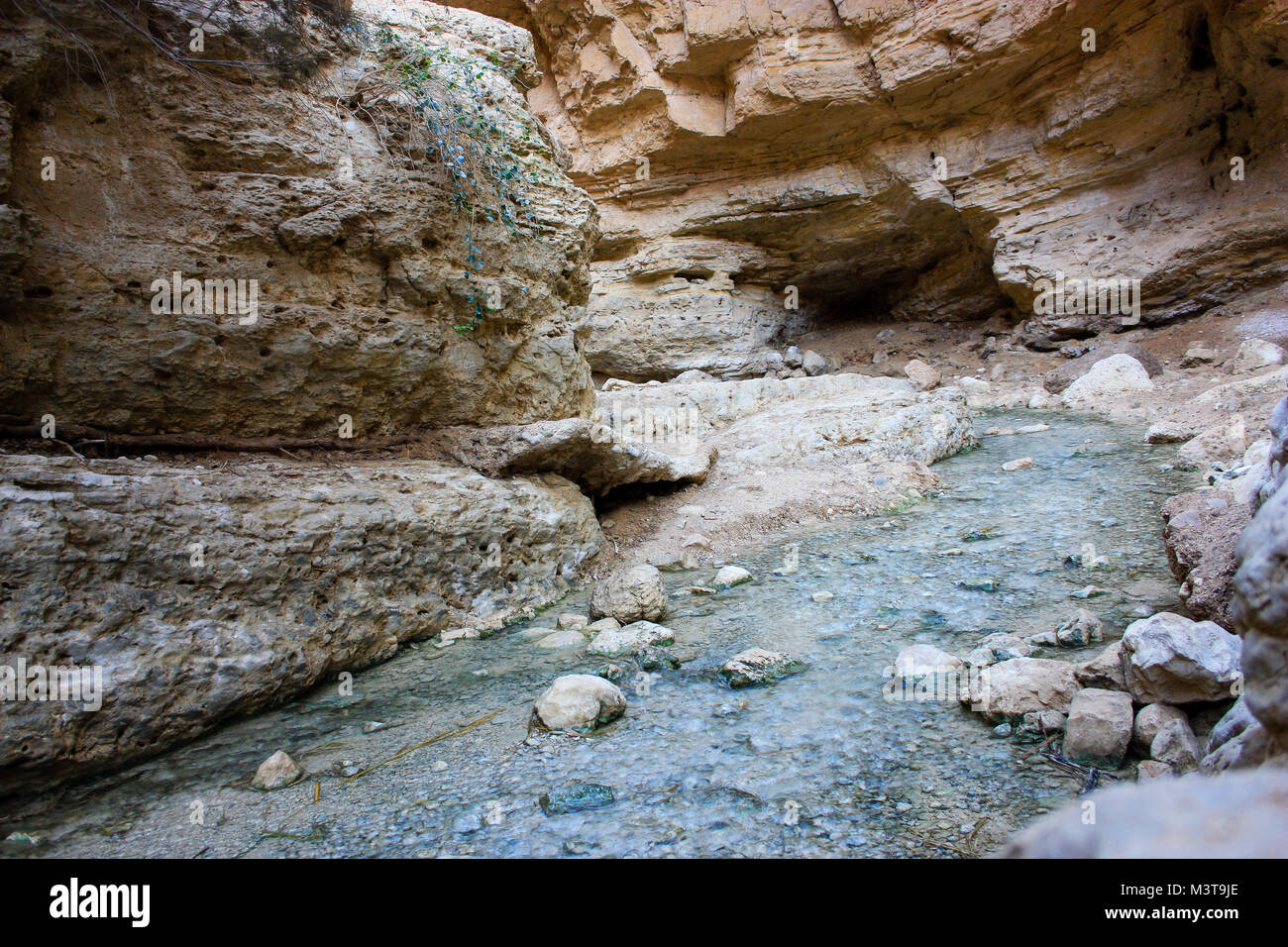 Nature in the Wadi Bokek reserve of the Judean desert in Israel Stock ...