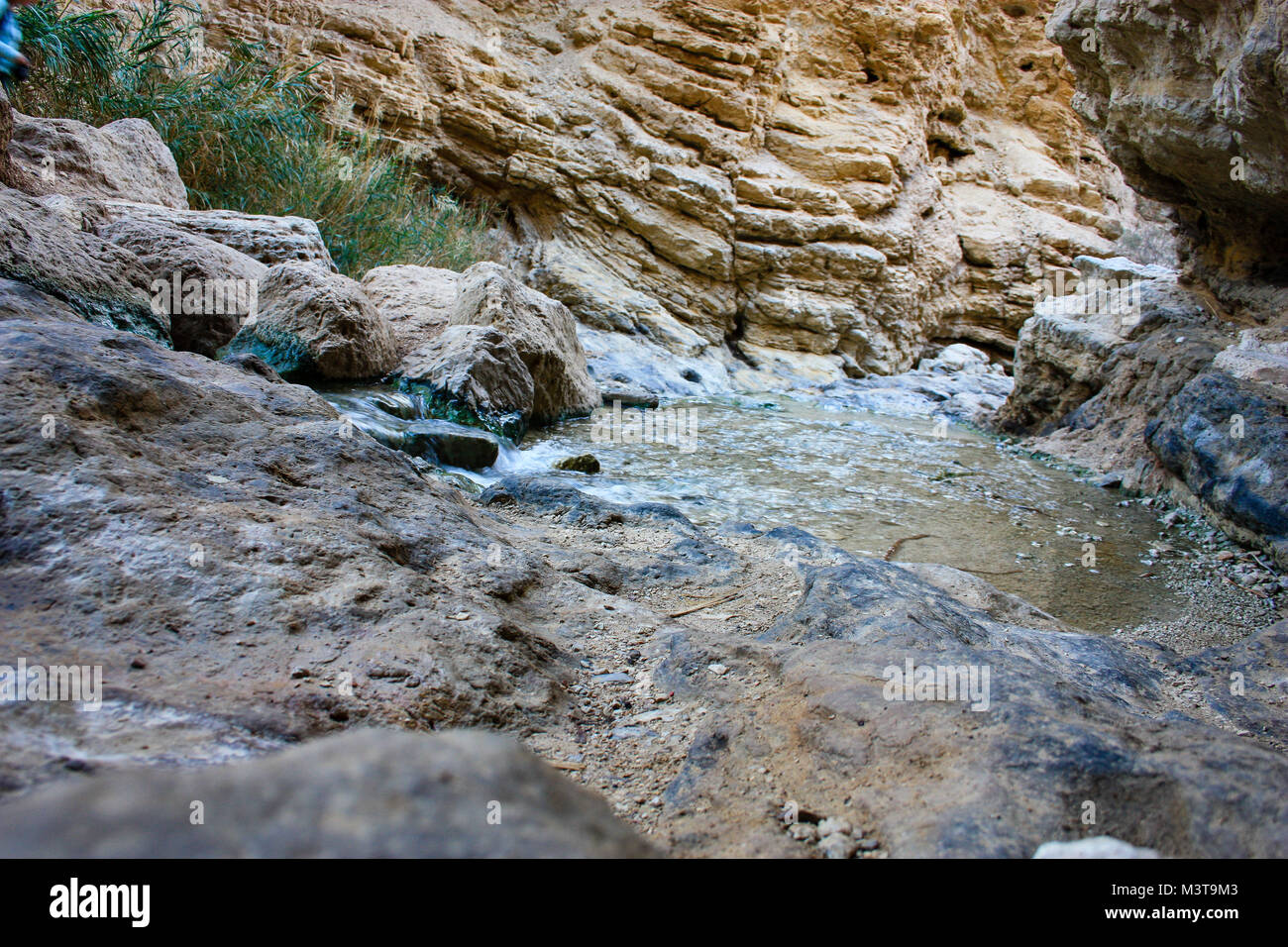 Nature in the Wadi Bokek reserve of the Judean desert in Israel Stock Photo - Alamy