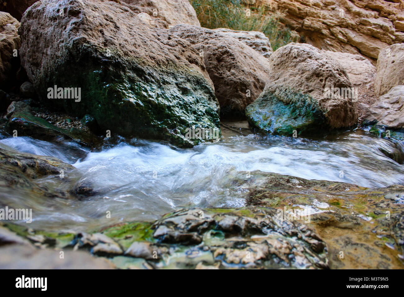 Nature in the Wadi Bokek reserve of the Judean desert in Israel Stock ...