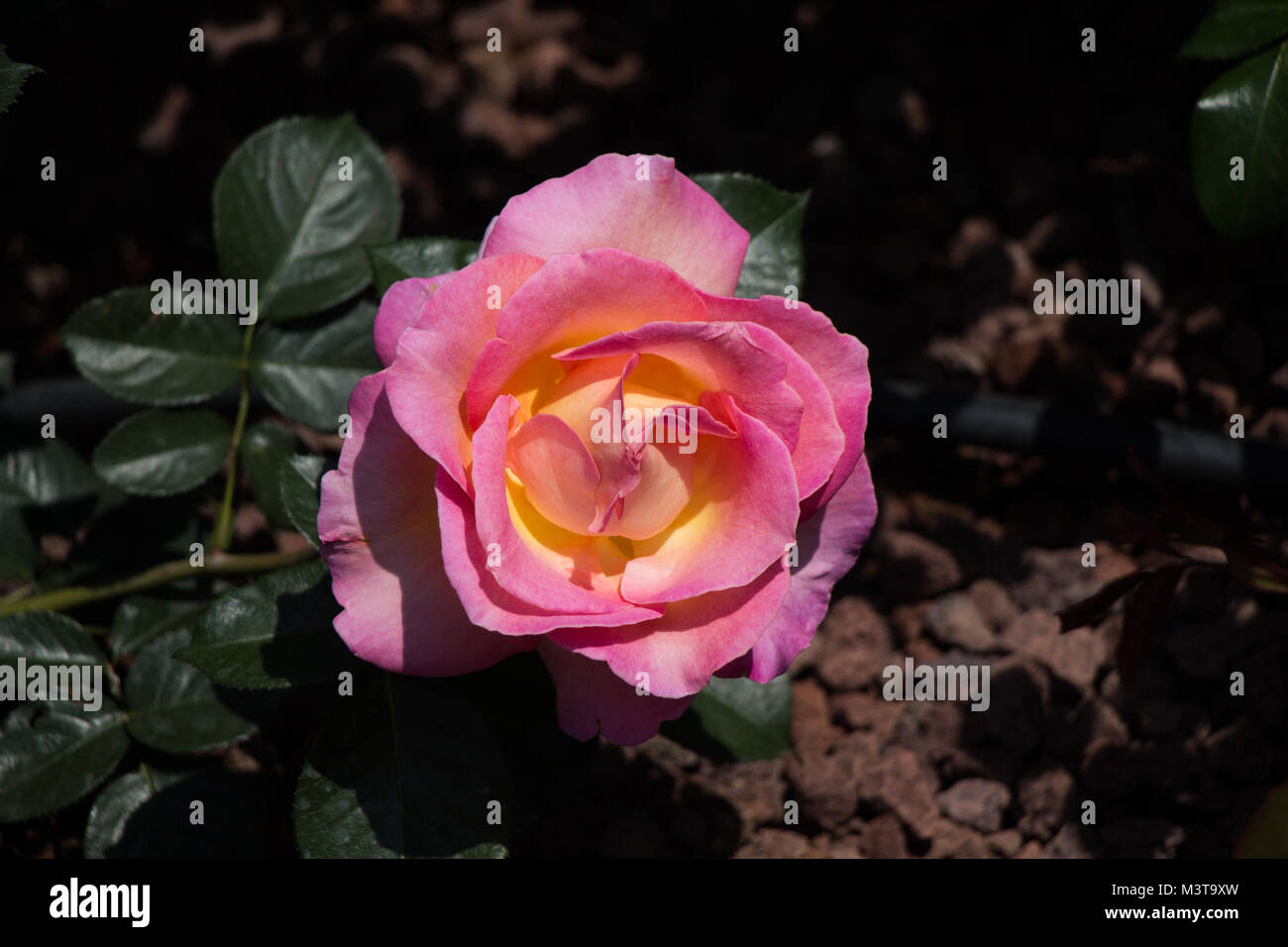 Beautiful fresh roses in close up view Stock Photo - Alamy
