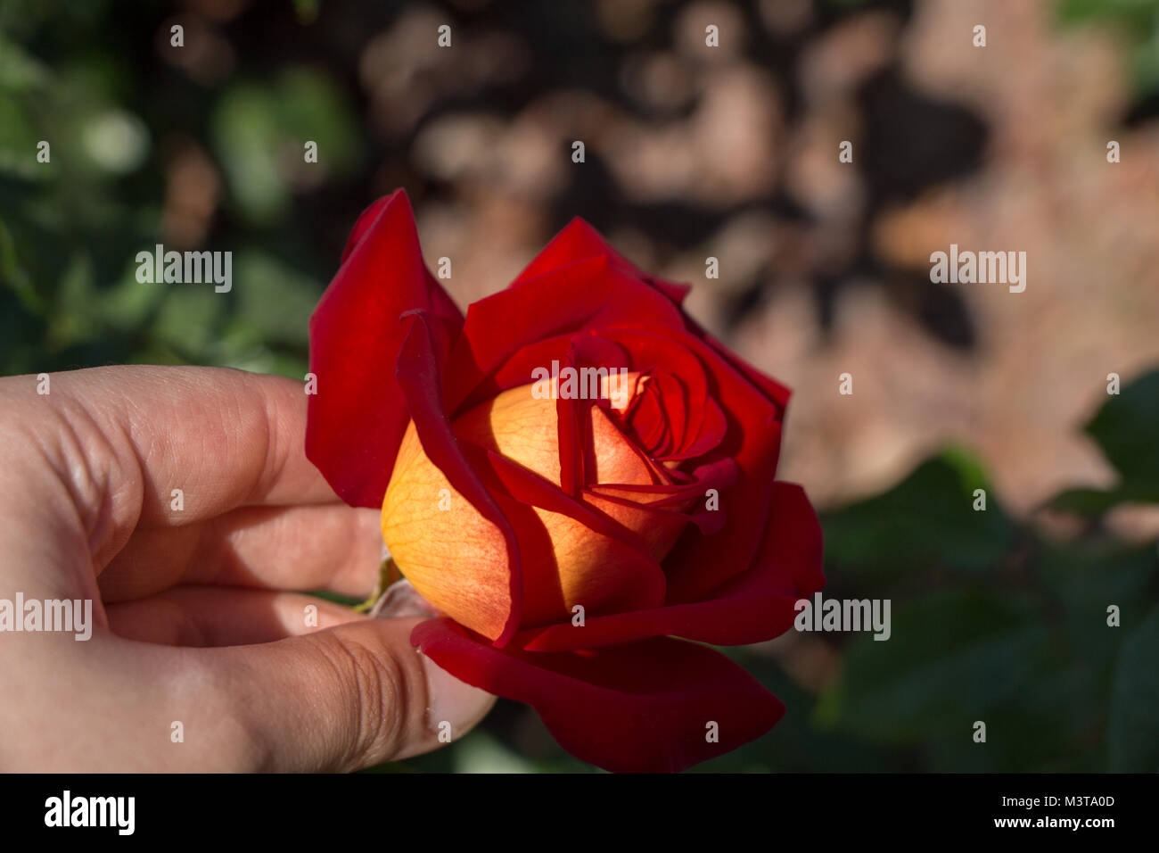 Hand holding a colorful Rose Flower Stock Photo - Alamy