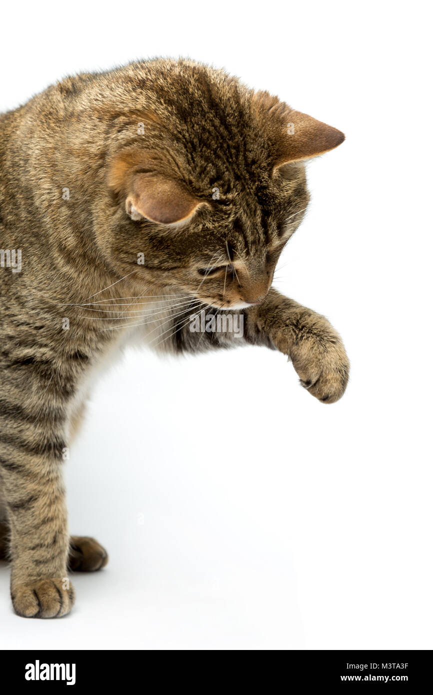 Portrait of cute European kitten isolated on white background , Animal ...