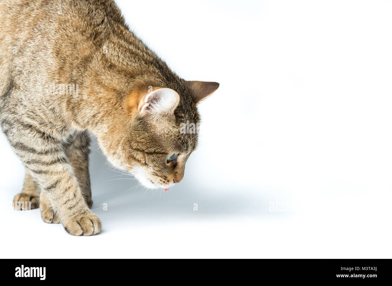 Portrait of cute European kitten isolated on white background , Animal ...