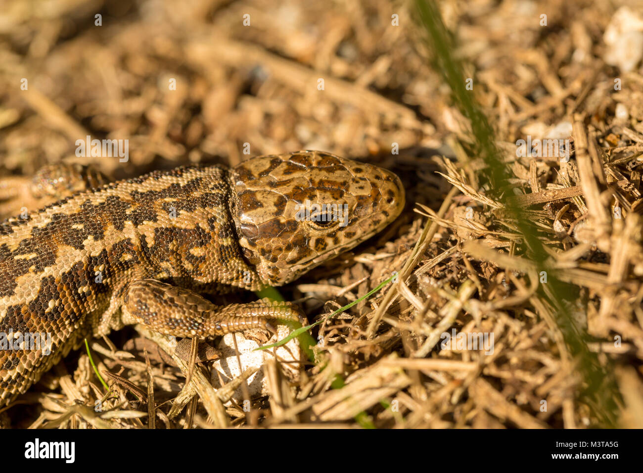 Macro side-on head shot of basking female Sand lizard on Luscombe ...