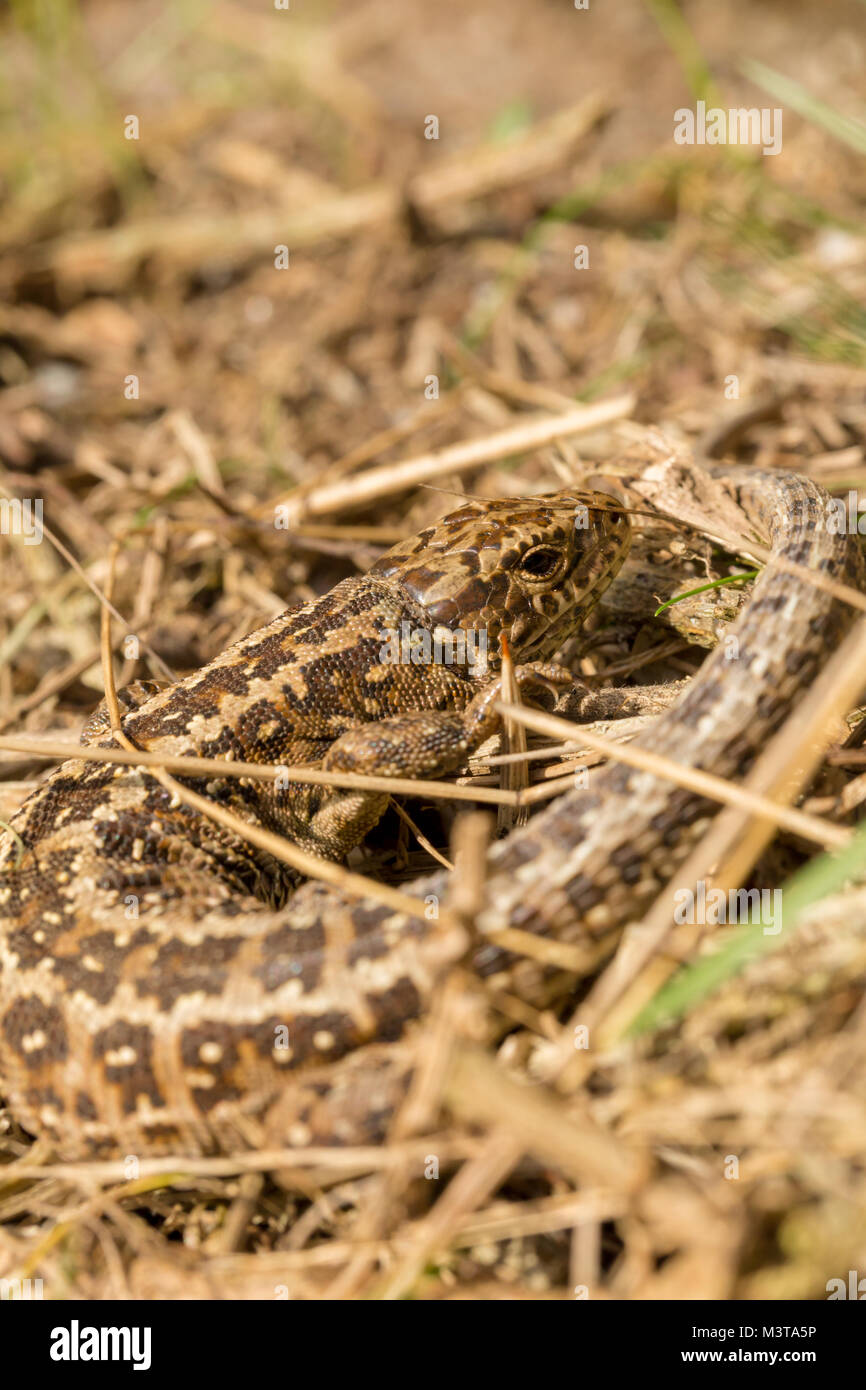 Body curled hi-res stock photography and images - Alamy
