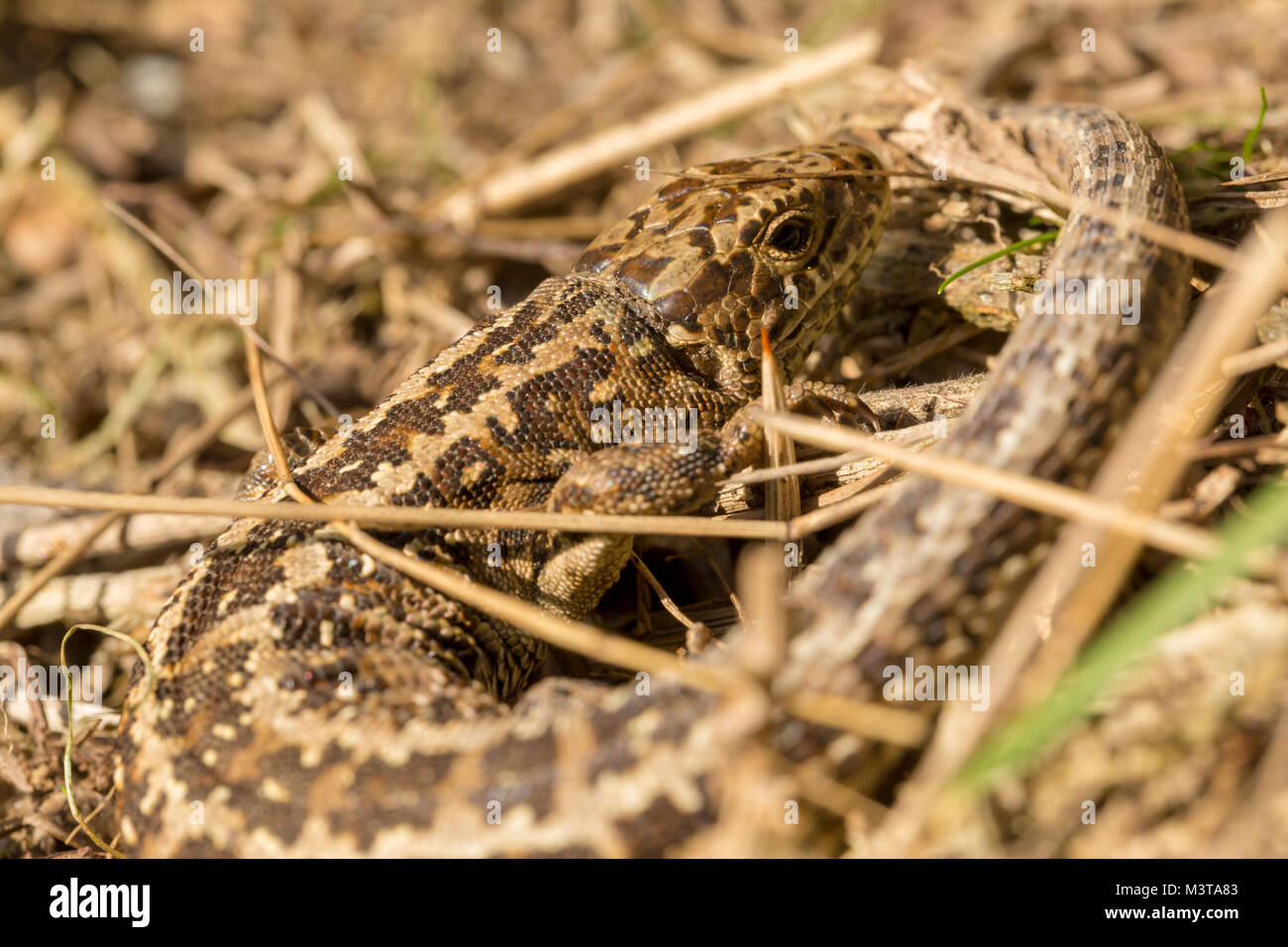 Curled up female Sand lizard basking in sun on Luscombe valley nature ...