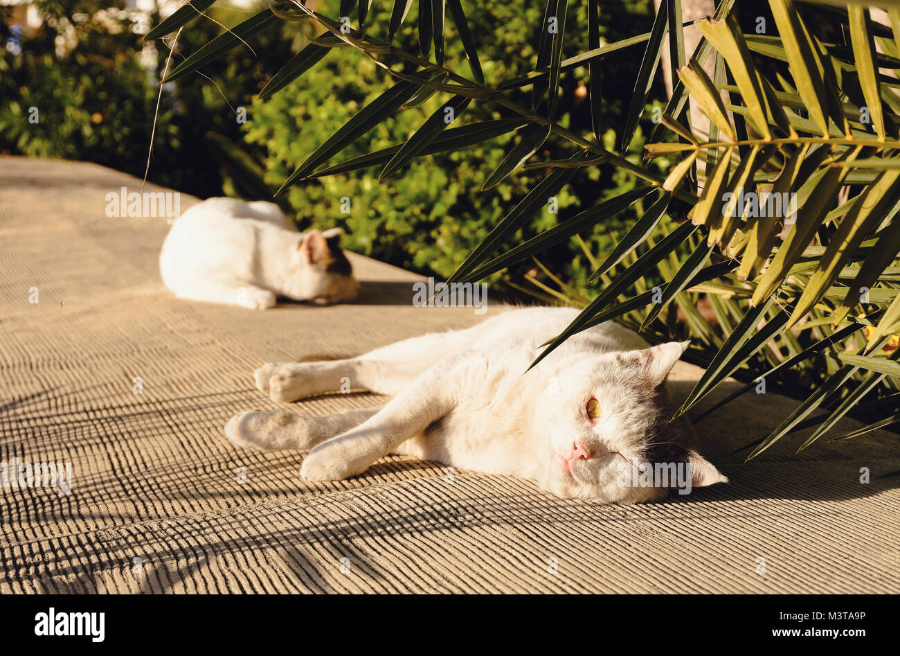 Lazy cats of Cyprus sleeping in the sun Stock Photo - Alamy