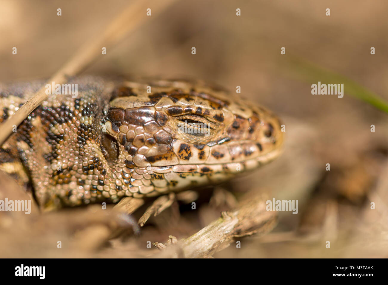 Macro shot of female basking Sand lizard with narrow depth of field f2 ...