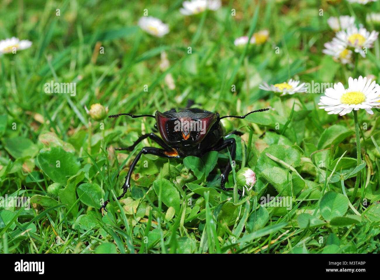 stag beetle front view looking at the camera Stock Photo - Alamy