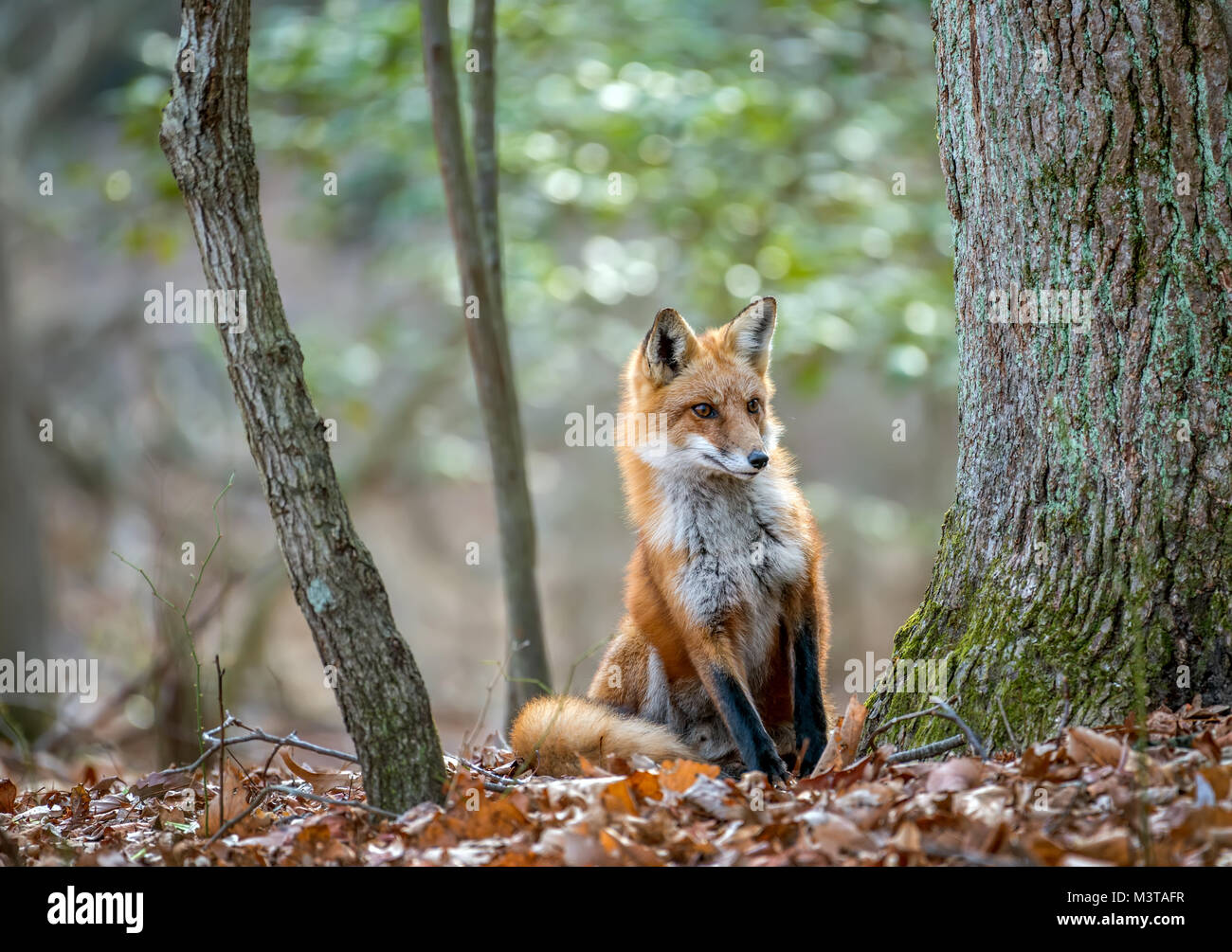 Wild Red Fox peeking around a tree in a Maryland forest duing Autumn ...