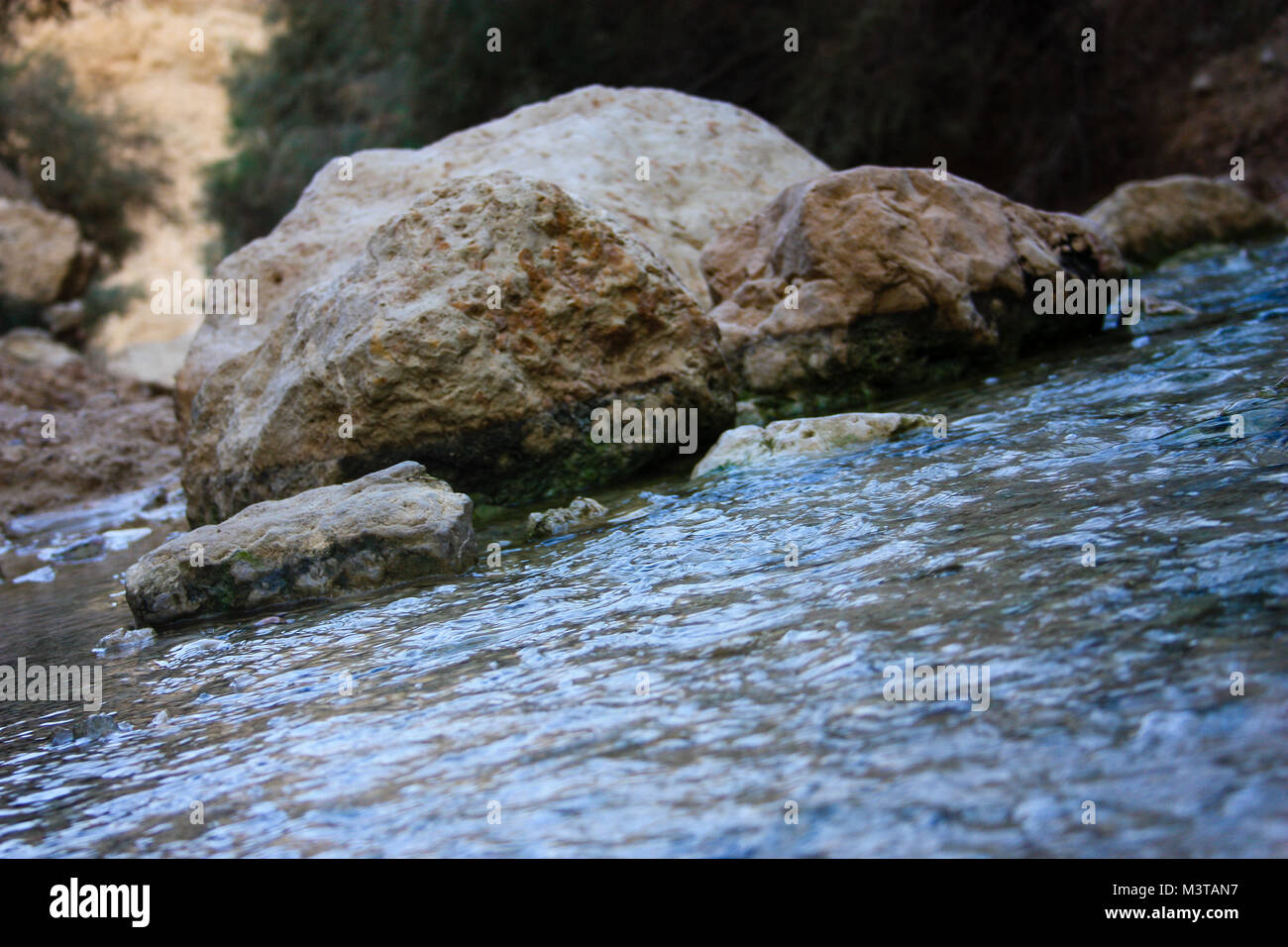 Nature in the Wadi Bokek reserve of the Judean desert in Israel Stock ...