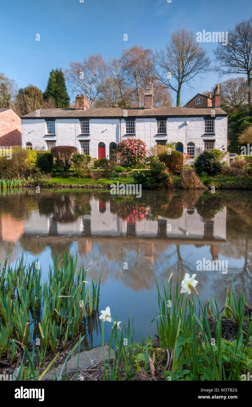 White Cottages at The Dell, Lymm, Cheshire, England, UK Stock Photo - Alamy