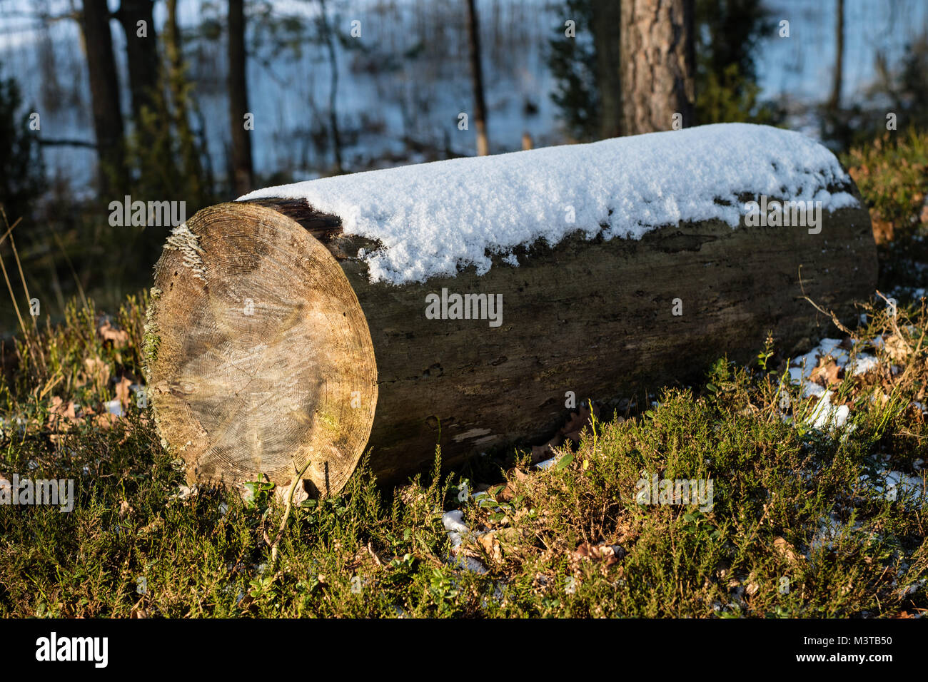 Fallen trees in the forest. Logs covered with snow lying in the forest ...