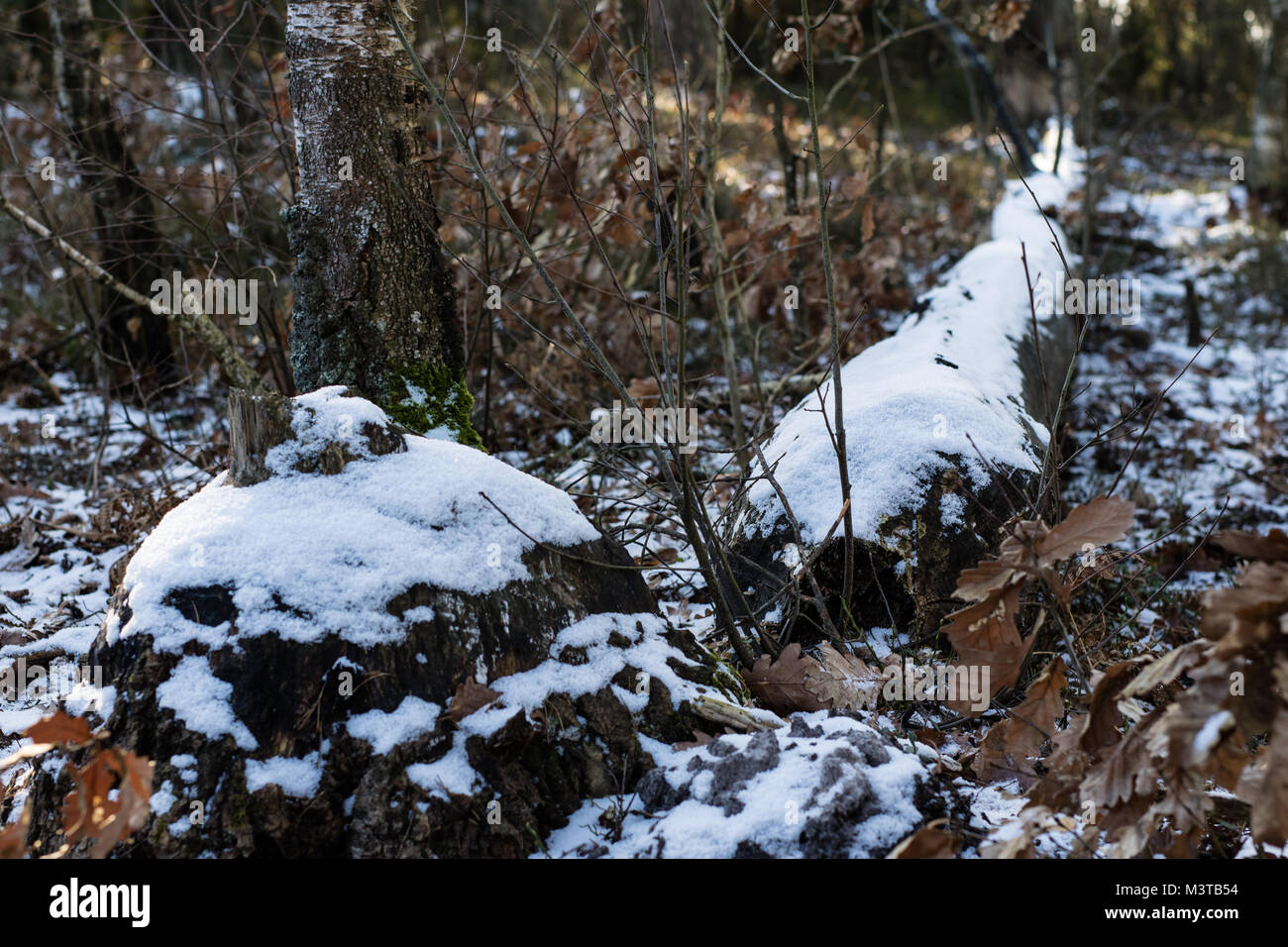 Fallen trees in the forest. Logs covered with snow lying in the forest ...