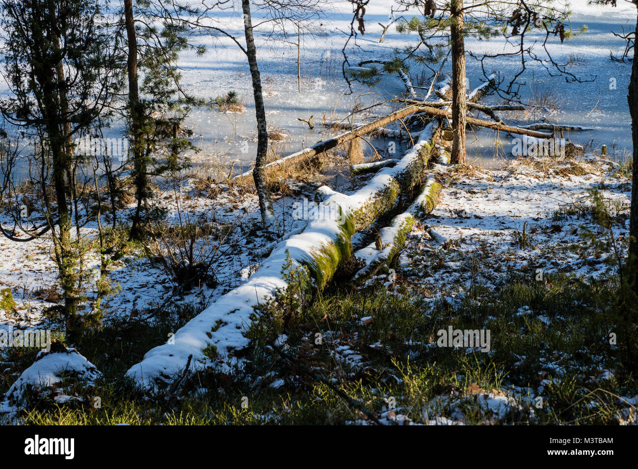 Fallen trees in the forest. Logs covered with snow lying in the forest ...