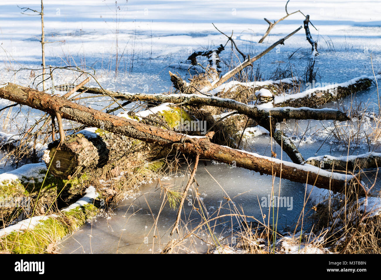 Fallen trees in the forest. Logs covered with snow lying in the forest ...
