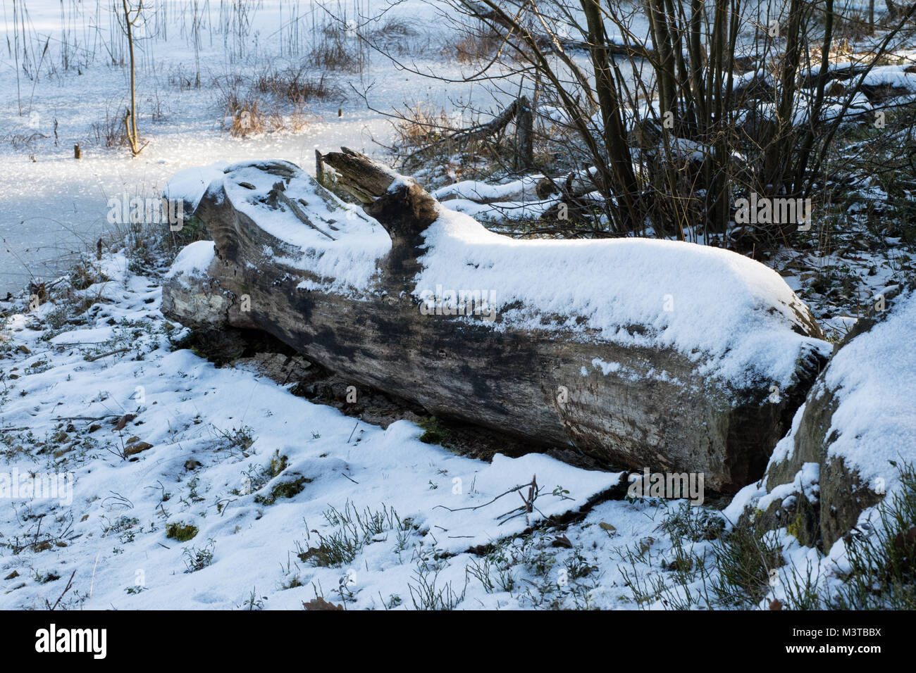 Fallen trees in the forest. Logs covered with snow lying in the forest ...