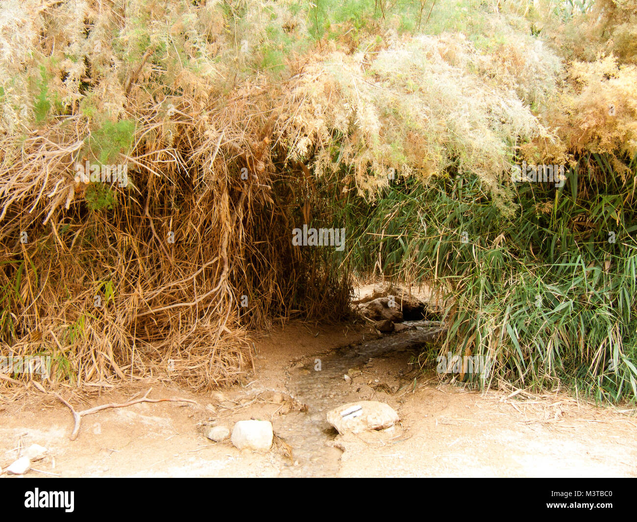Nature in the Wadi Bokek reserve of the Judean desert in Israel Stock ...