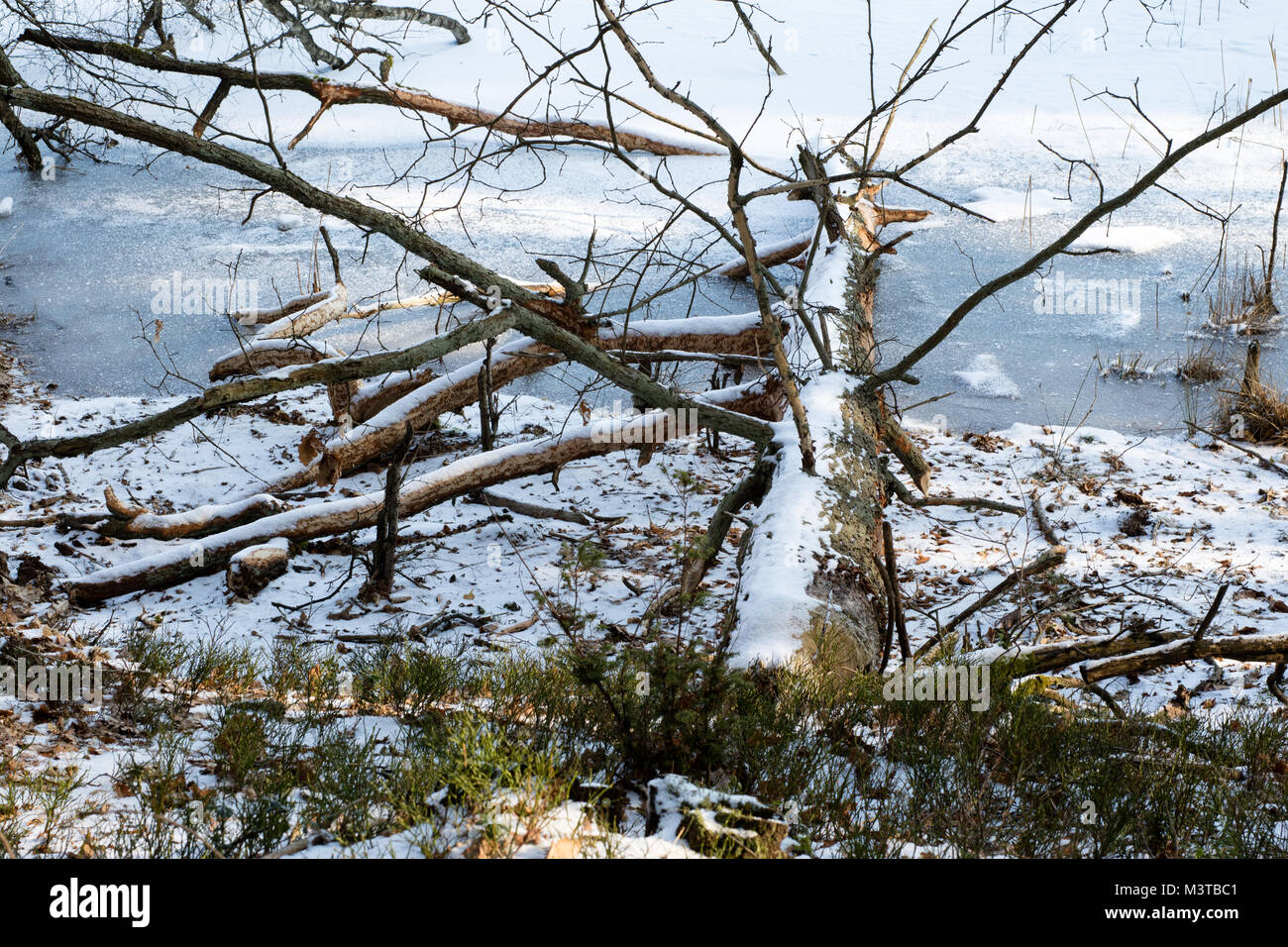 Fallen trees in the forest. Logs covered with snow lying in the forest ...