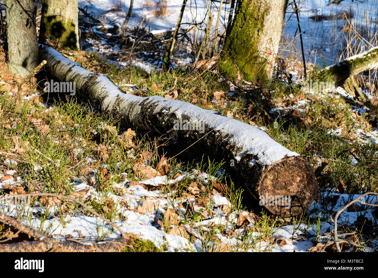 Fallen trees in the forest. Logs covered with snow lying in the forest ...