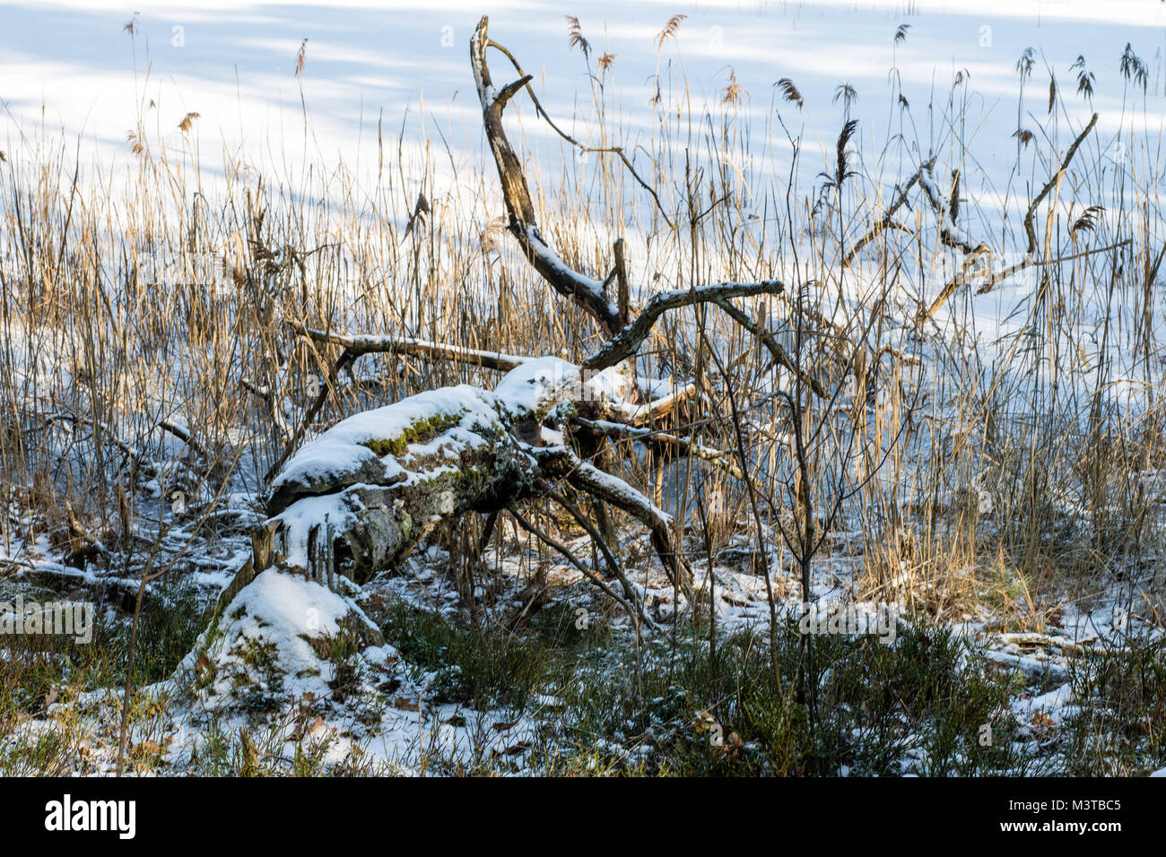 Fallen trees in the forest. Logs covered with snow lying in the forest ...