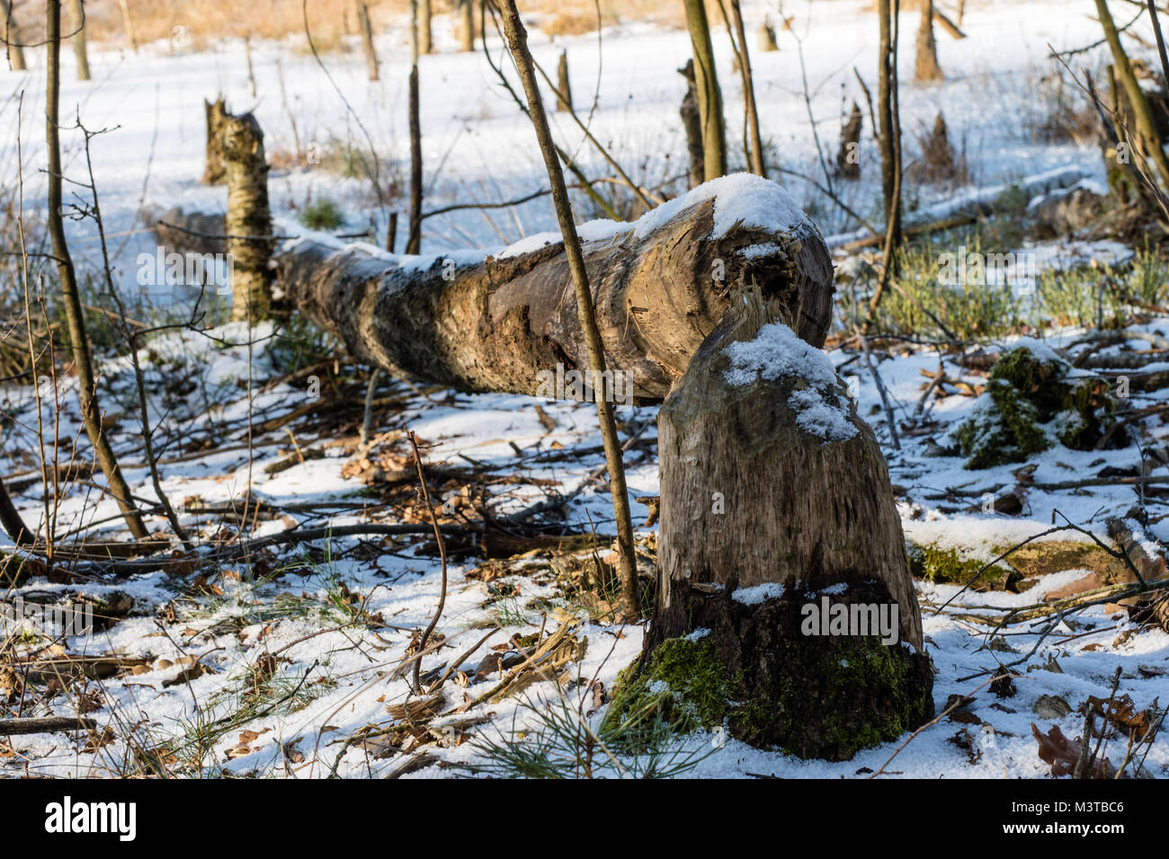 Fallen trees in the forest. Logs covered with snow lying in the forest ...