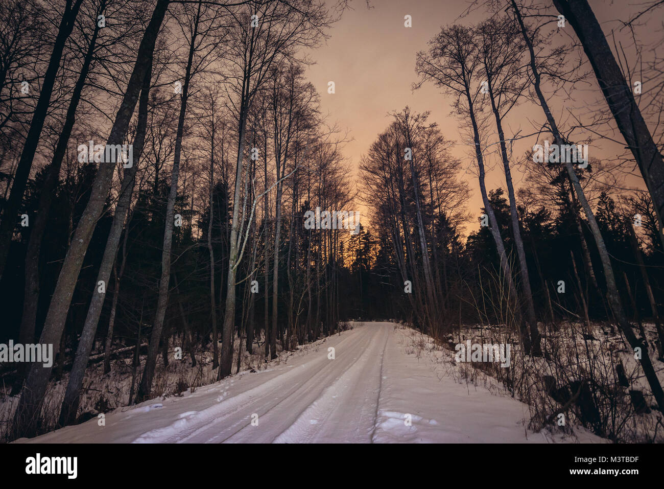Puszcza bialowieska winter hi-res stock photography and images - Alamy