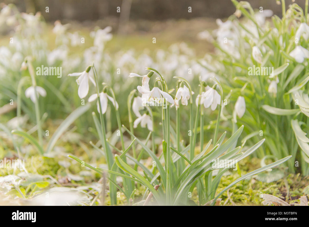First Snowdrops of Spring Stock Photo - Alamy