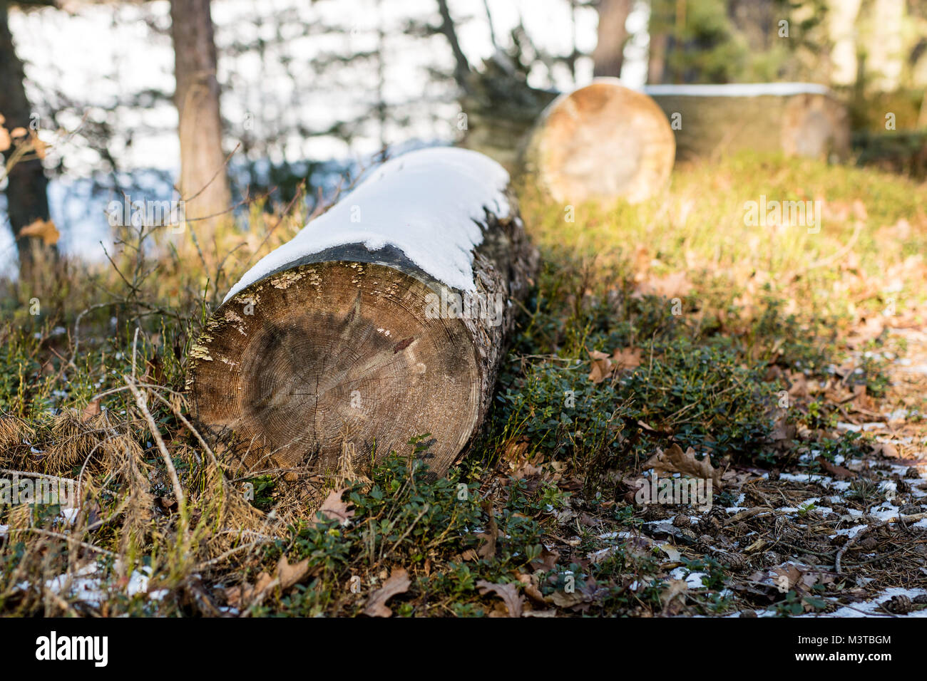 Fallen trees in the forest. Logs covered with snow lying in the forest ...