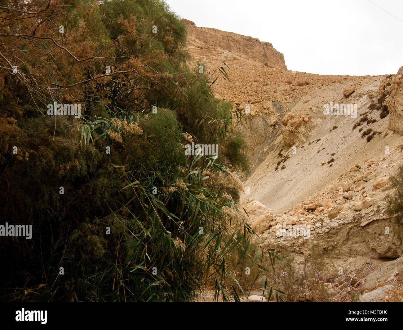 Nature in the Wadi Bokek reserve of the Judean desert in Israel Stock ...