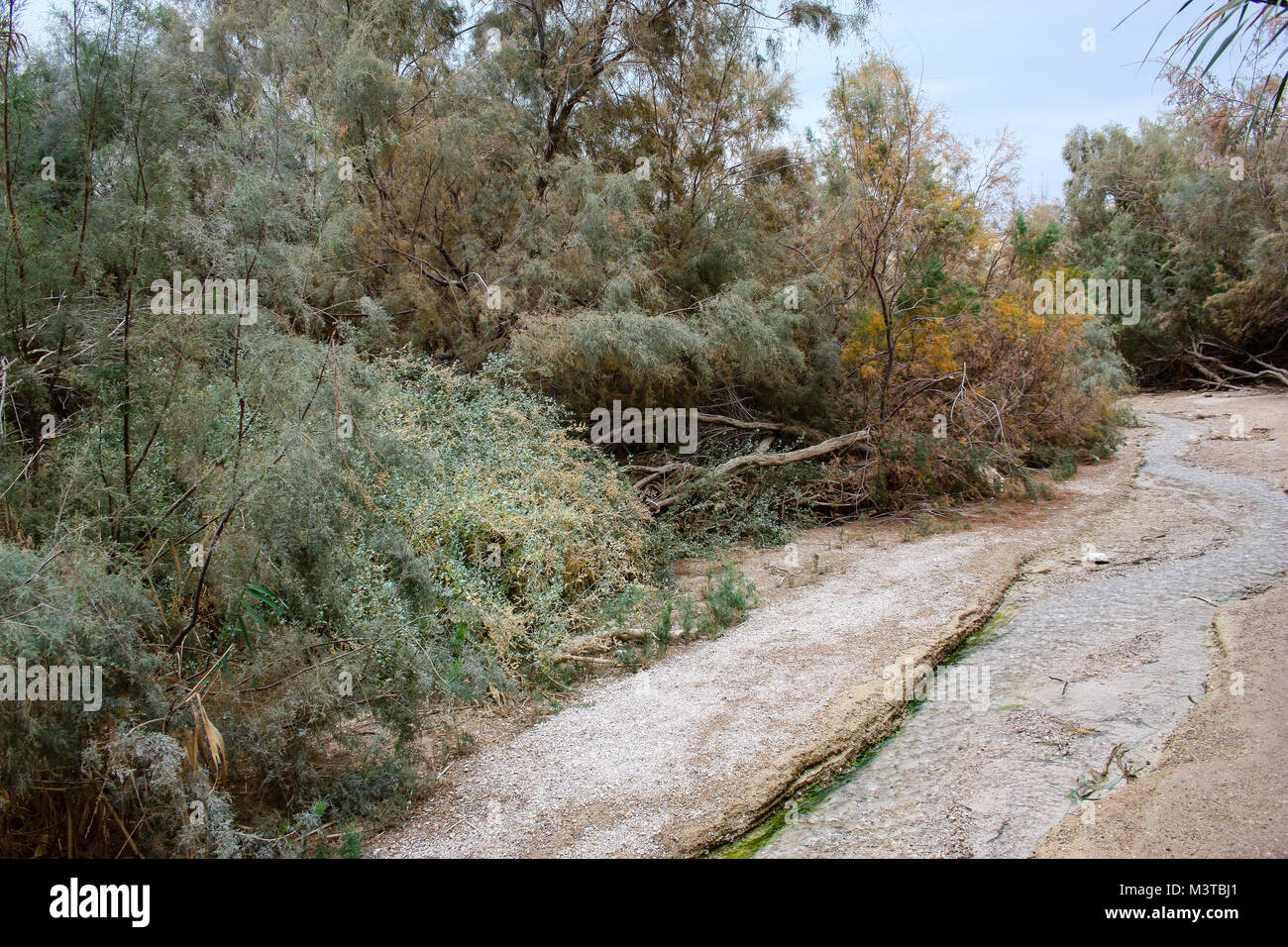 Nature in the Wadi Bokek reserve of the Judean desert in Israel Stock ...