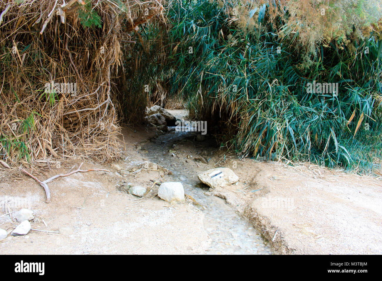 Nature in the Wadi Bokek reserve of the Judean desert in Israel Stock ...