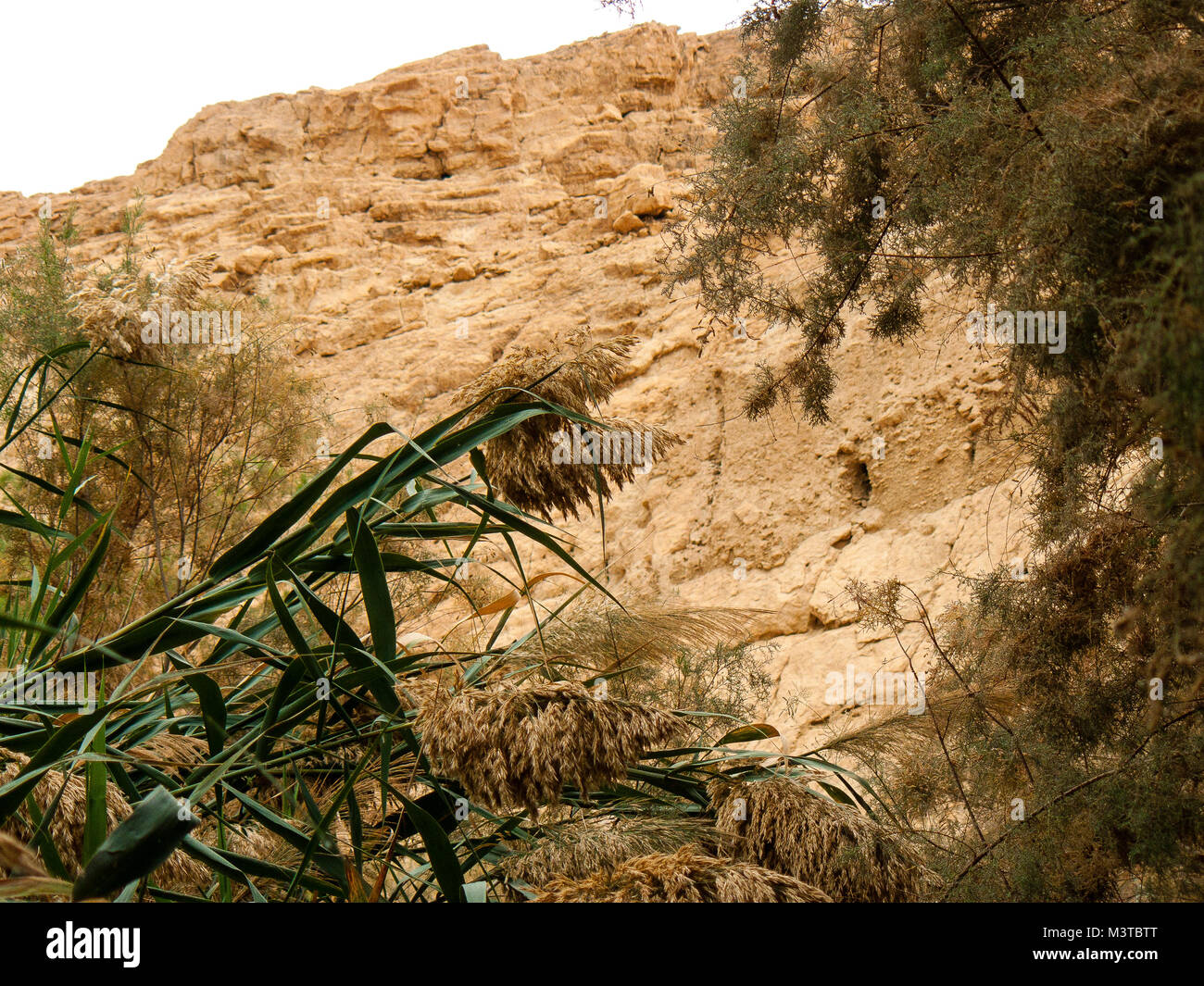 Nature in the Wadi Bokek reserve of the Judean desert in Israel Stock ...