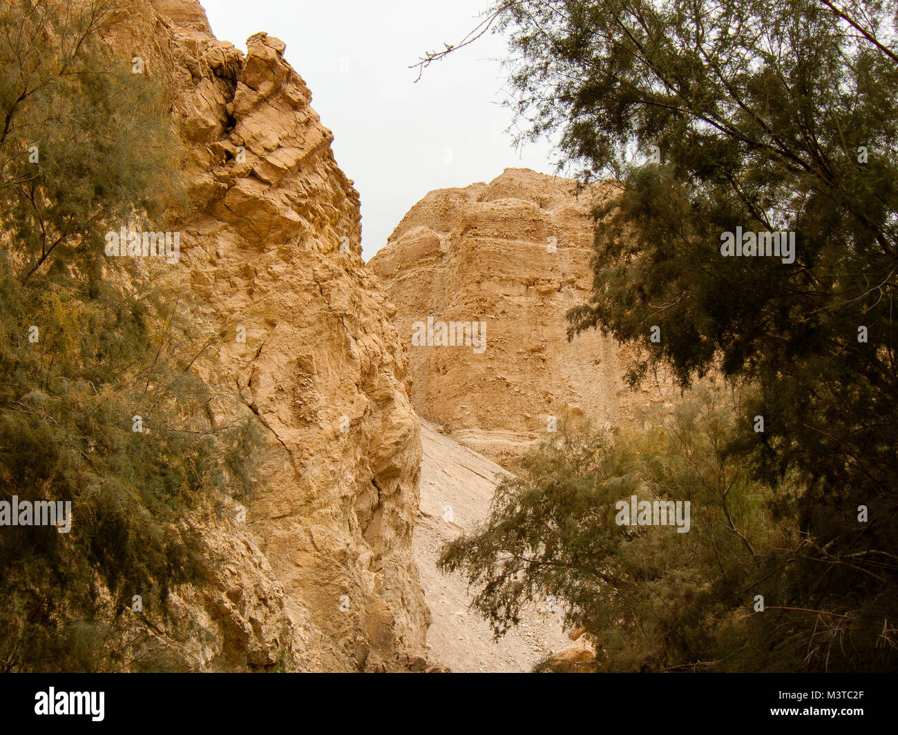 Nature in the Wadi Bokek reserve of the Judean desert in Israel Stock ...