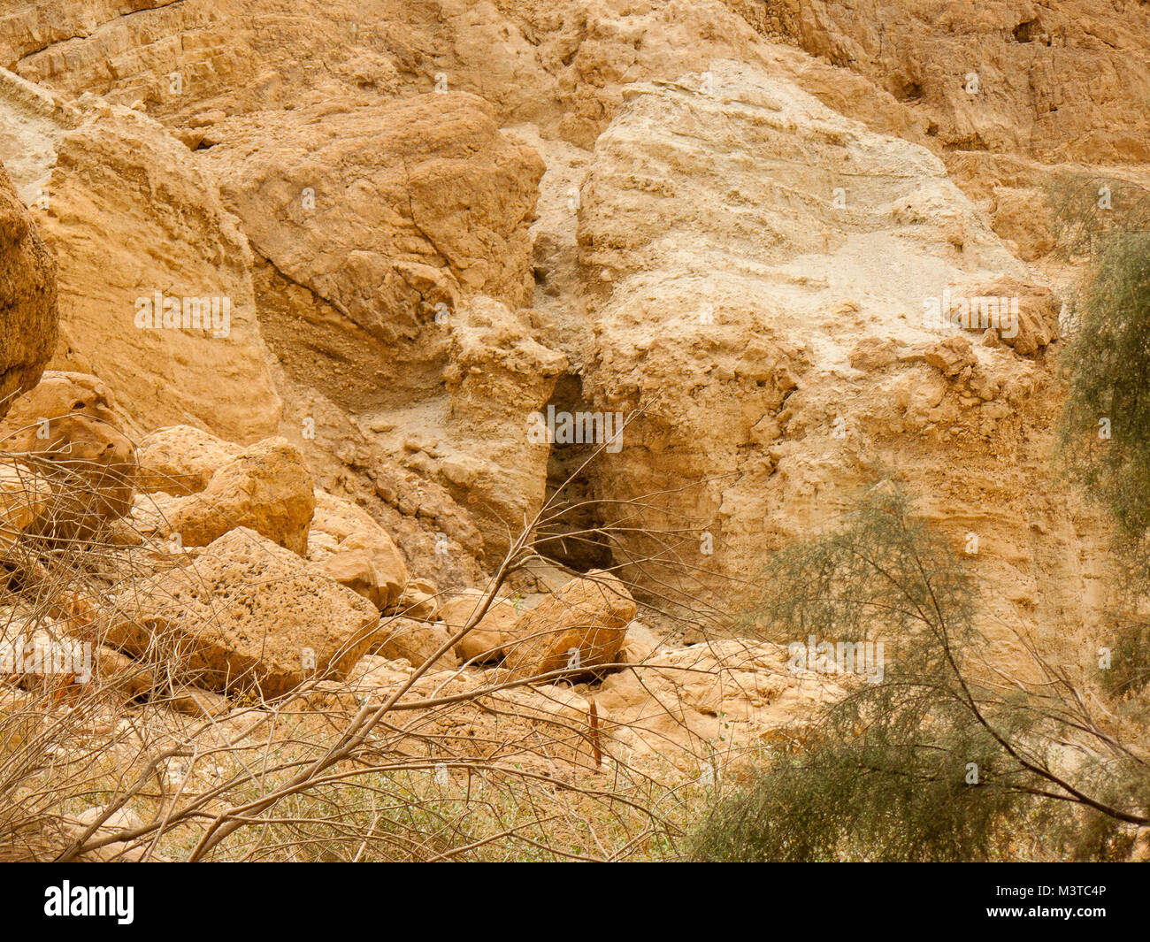 Nature in the Wadi Bokek reserve of the Judean desert in Israel Stock ...