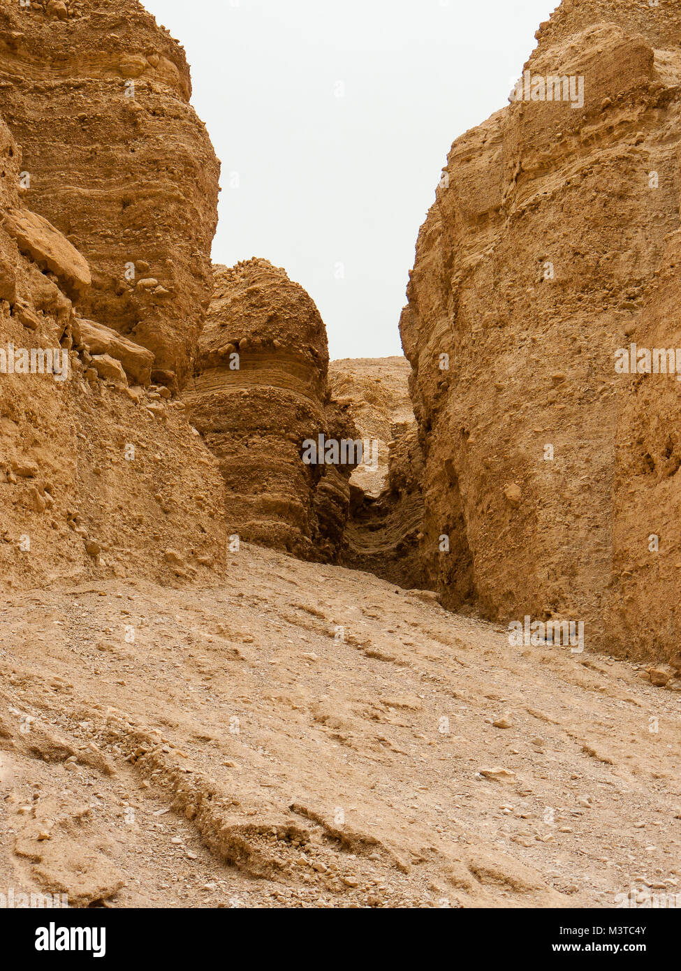 Nature in the Wadi Bokek reserve of the Judean desert in Israel Stock ...