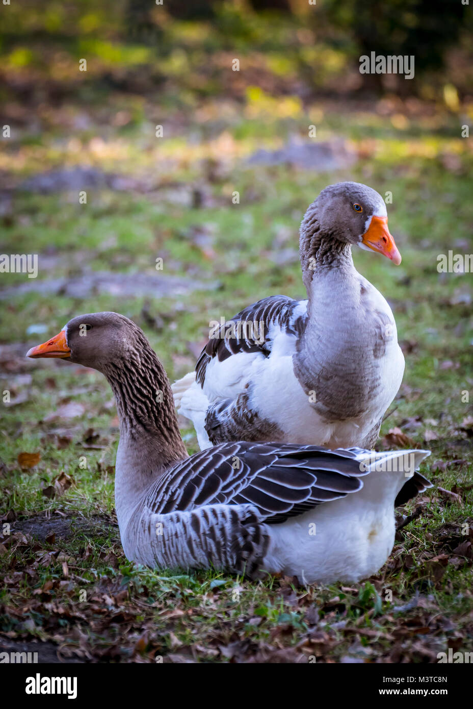 Pair of Gray-lag goose Stock Photo - Alamy