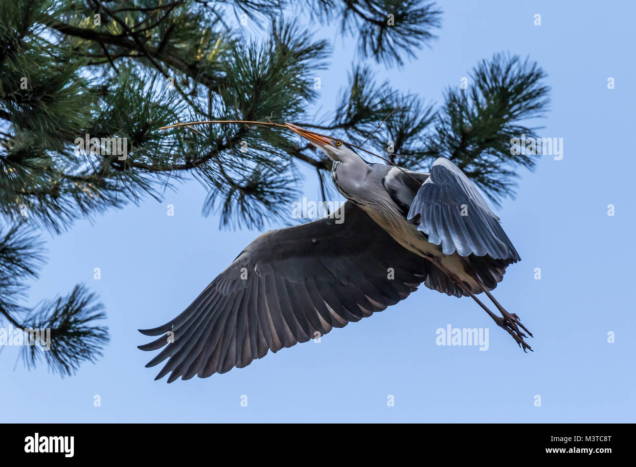 Flying blue heron Stock Photo - Alamy