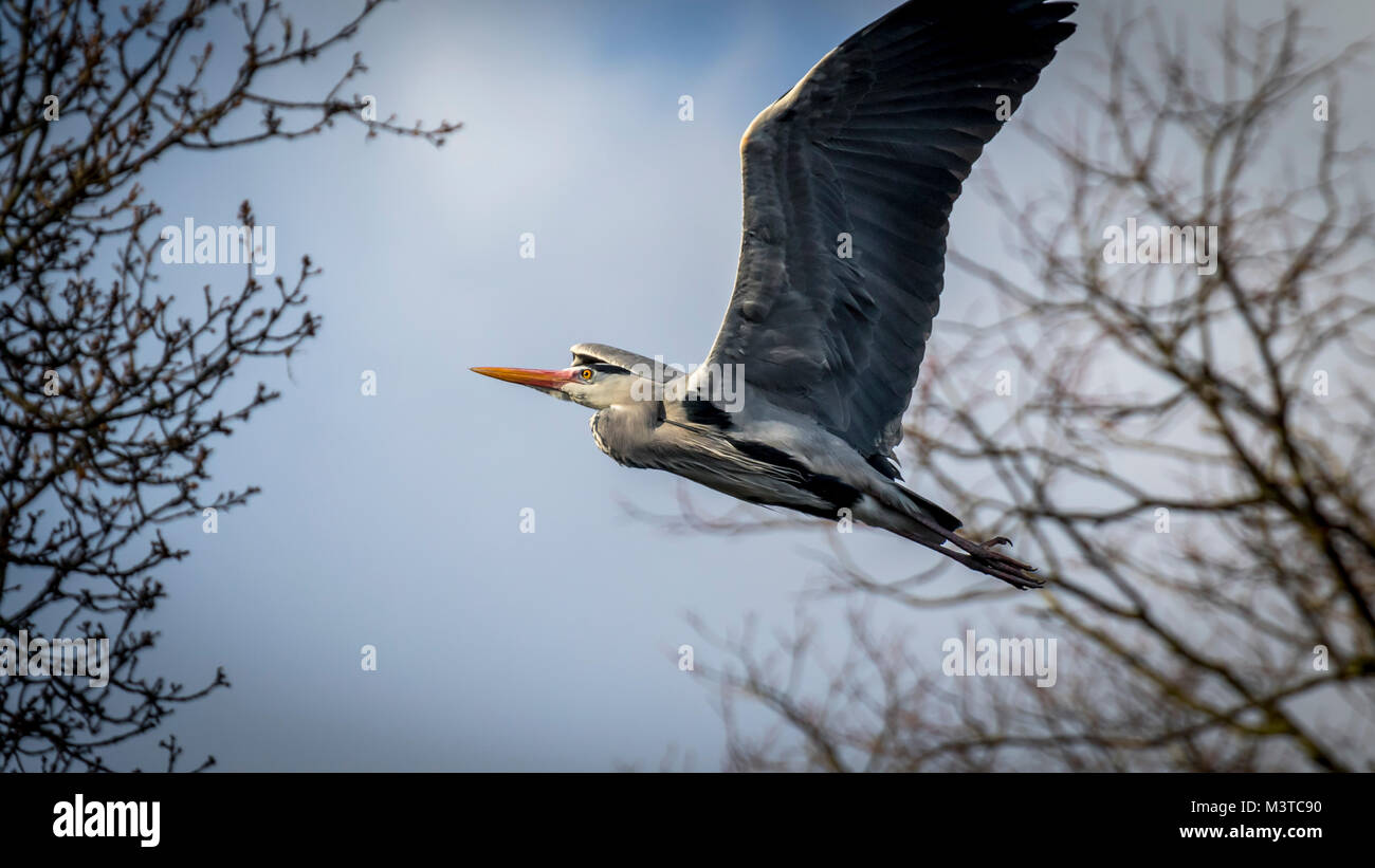 Big flying bird hi-res stock photography and images - Alamy