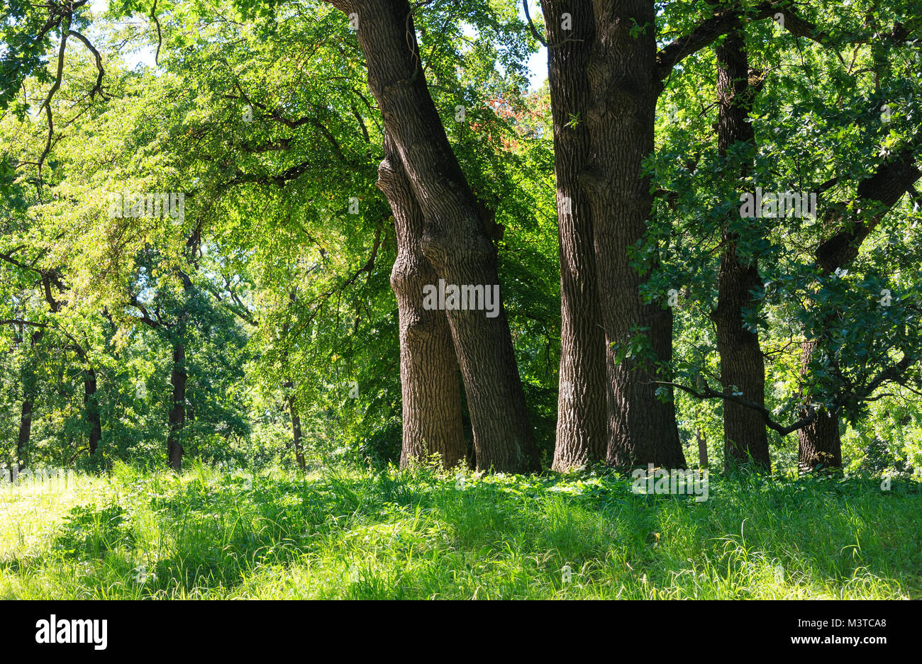 Oak trees grove in a suburban neighborhood in summer meadow green ...