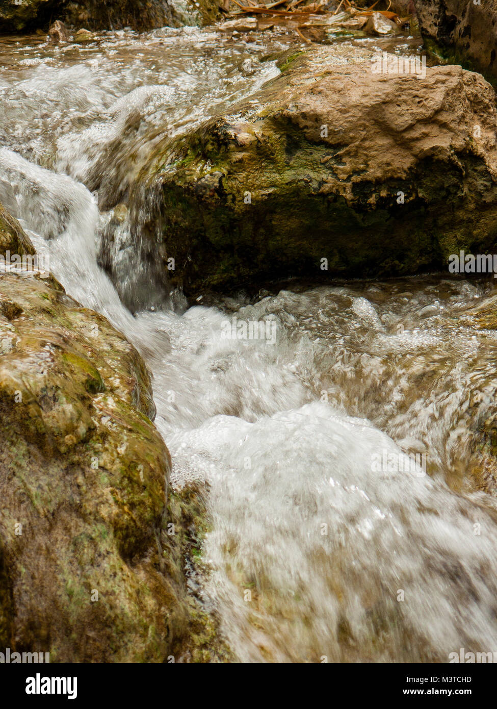 Nature in the Wadi Bokek reserve of the Judean desert in Israel Stock ...