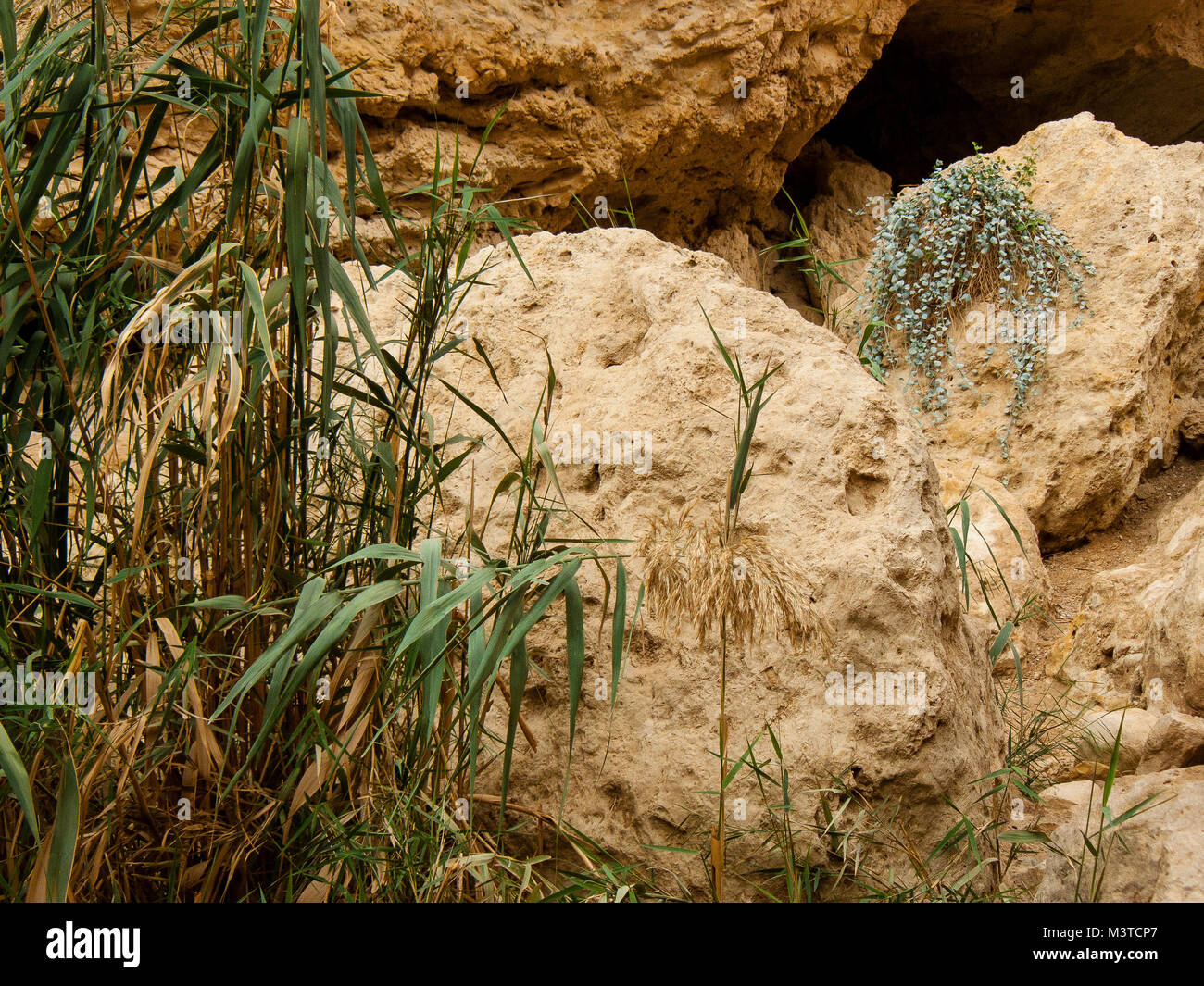 Nature in the Wadi Bokek reserve of the Judean desert in Israel Stock ...